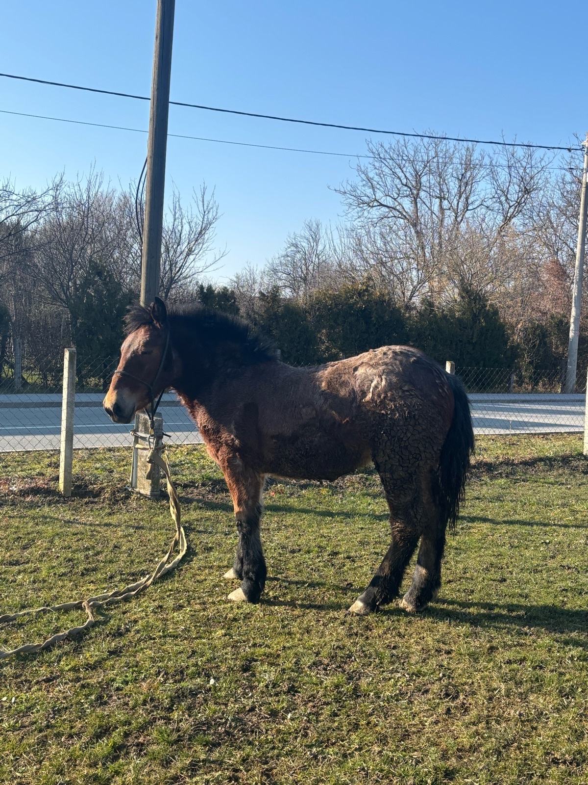 Prodaje se kobila, ždrebica, ždrebe HH