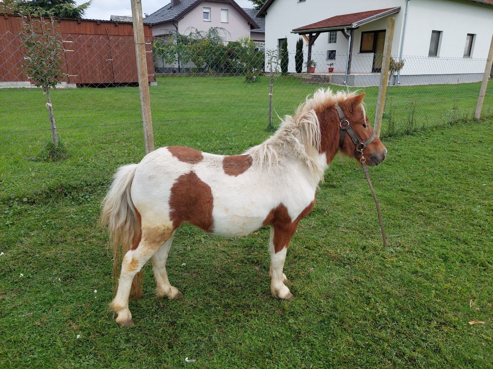 Prodaje se poni konj