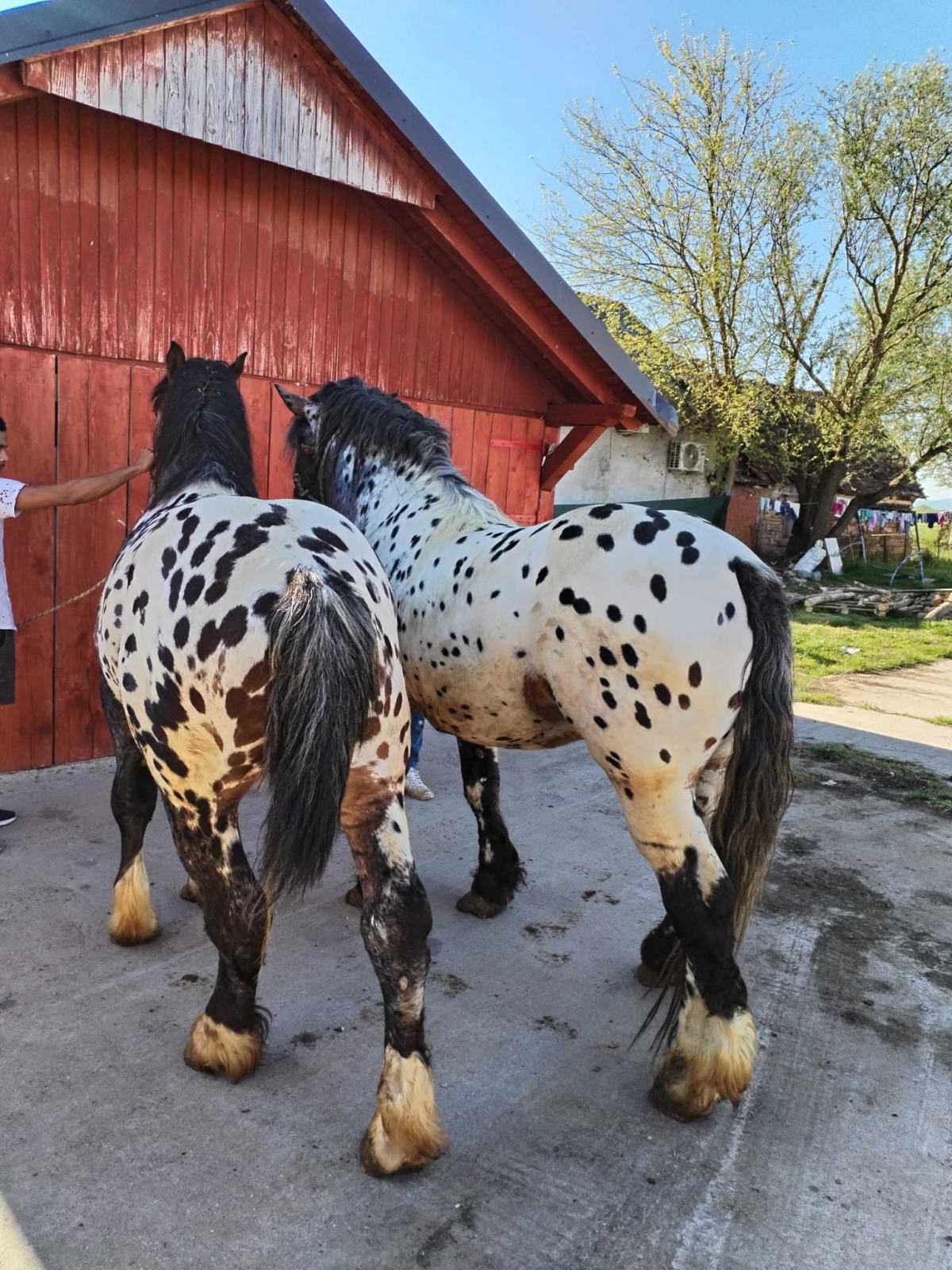 Prodajem dva konja sa urednim papirima hitno!!