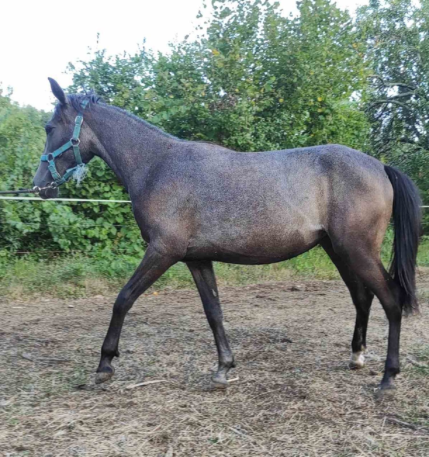 prodajem kobile omice