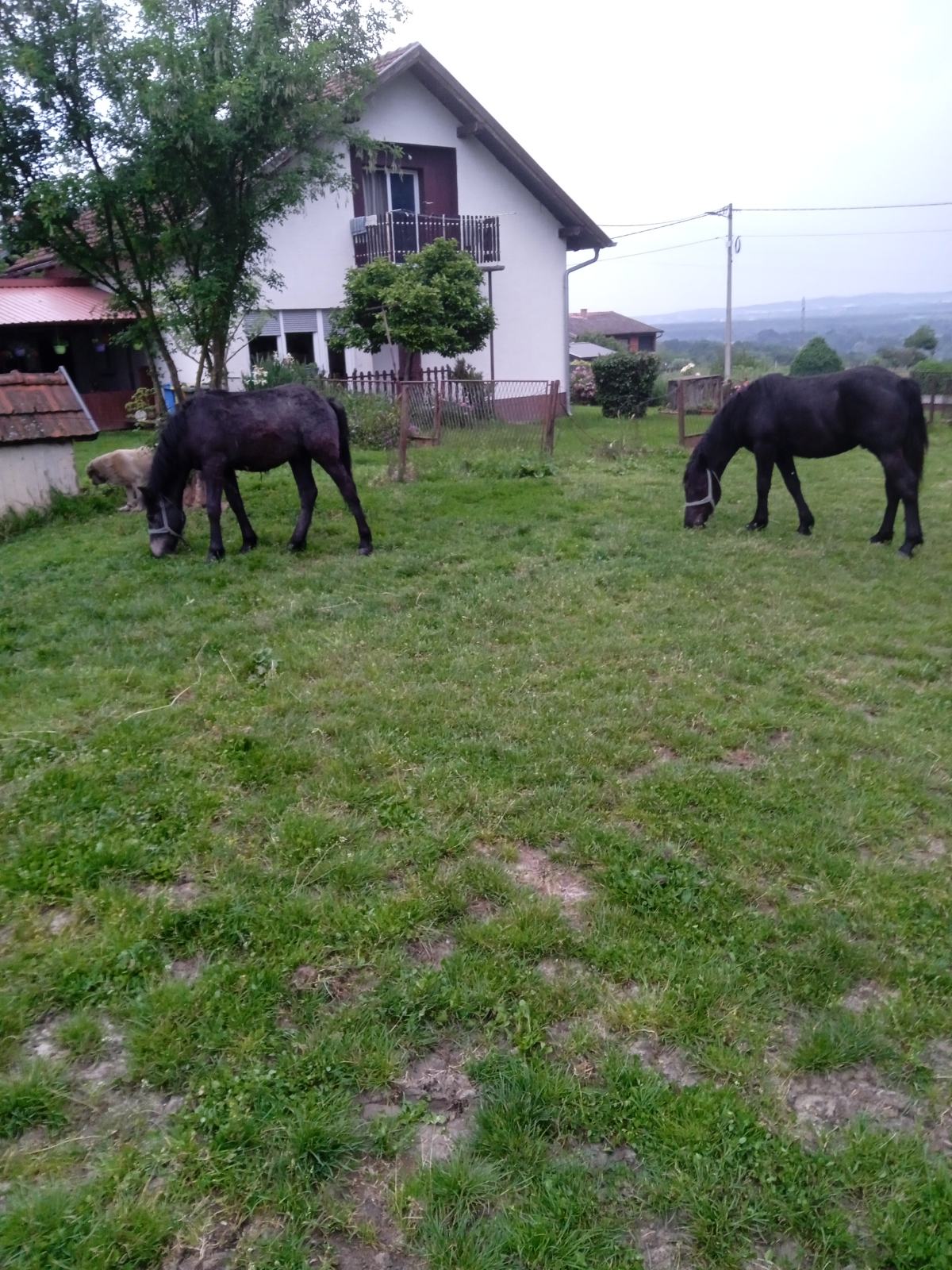 Prodajem konje hrvatski posavac