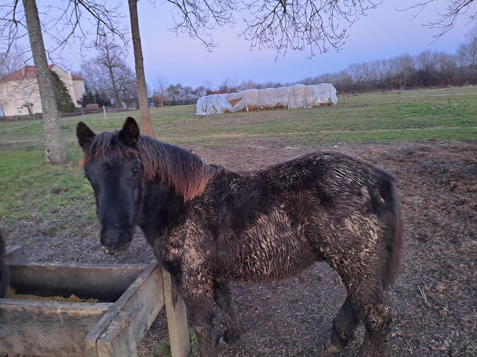 PRODAJEM MUŠKO ŽDREBE