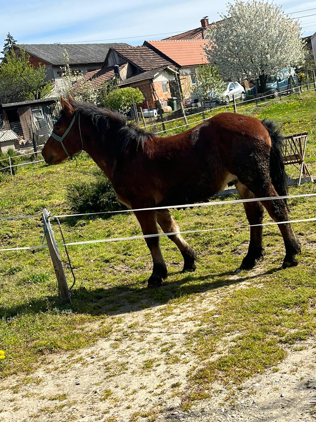 Prodajem musko ždrjebe HH