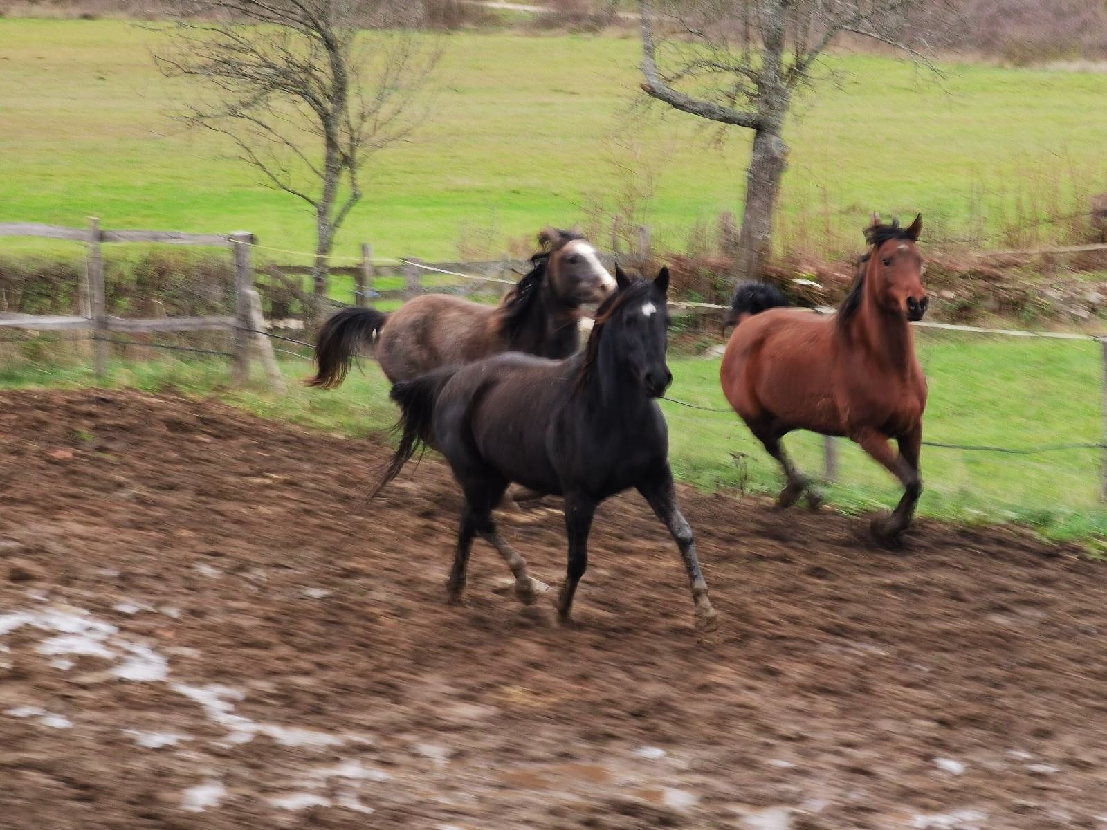 Punokrvna arapska kobila