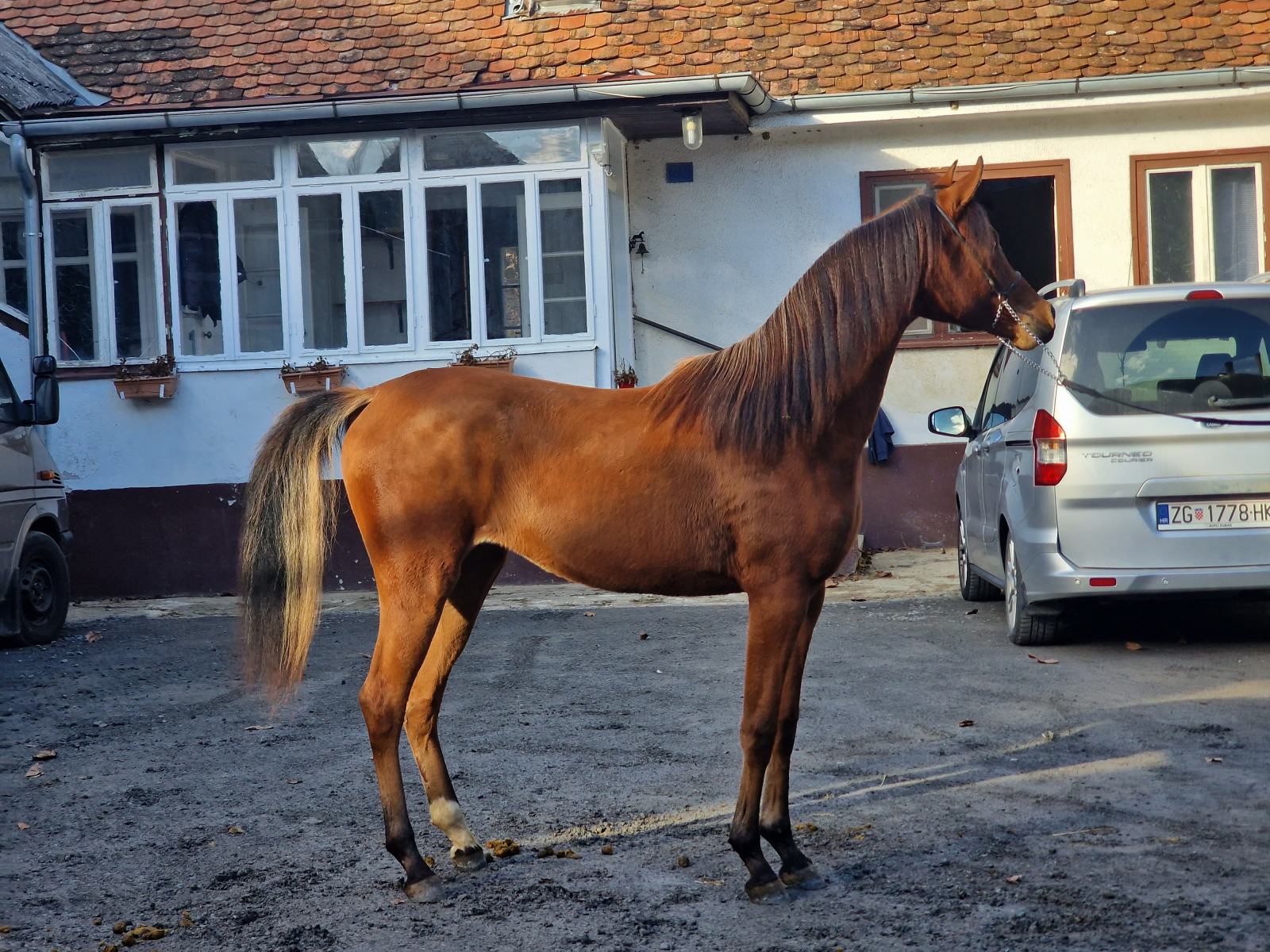 Punokrvna arapska ždrijebica