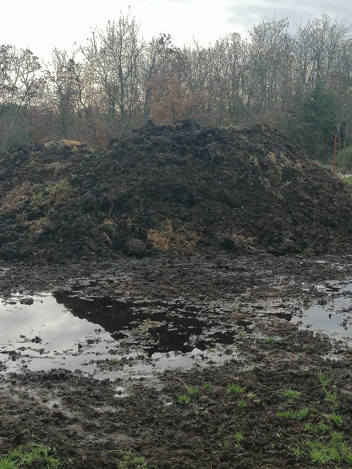 SVJEŽI STAJSKI GNOJ