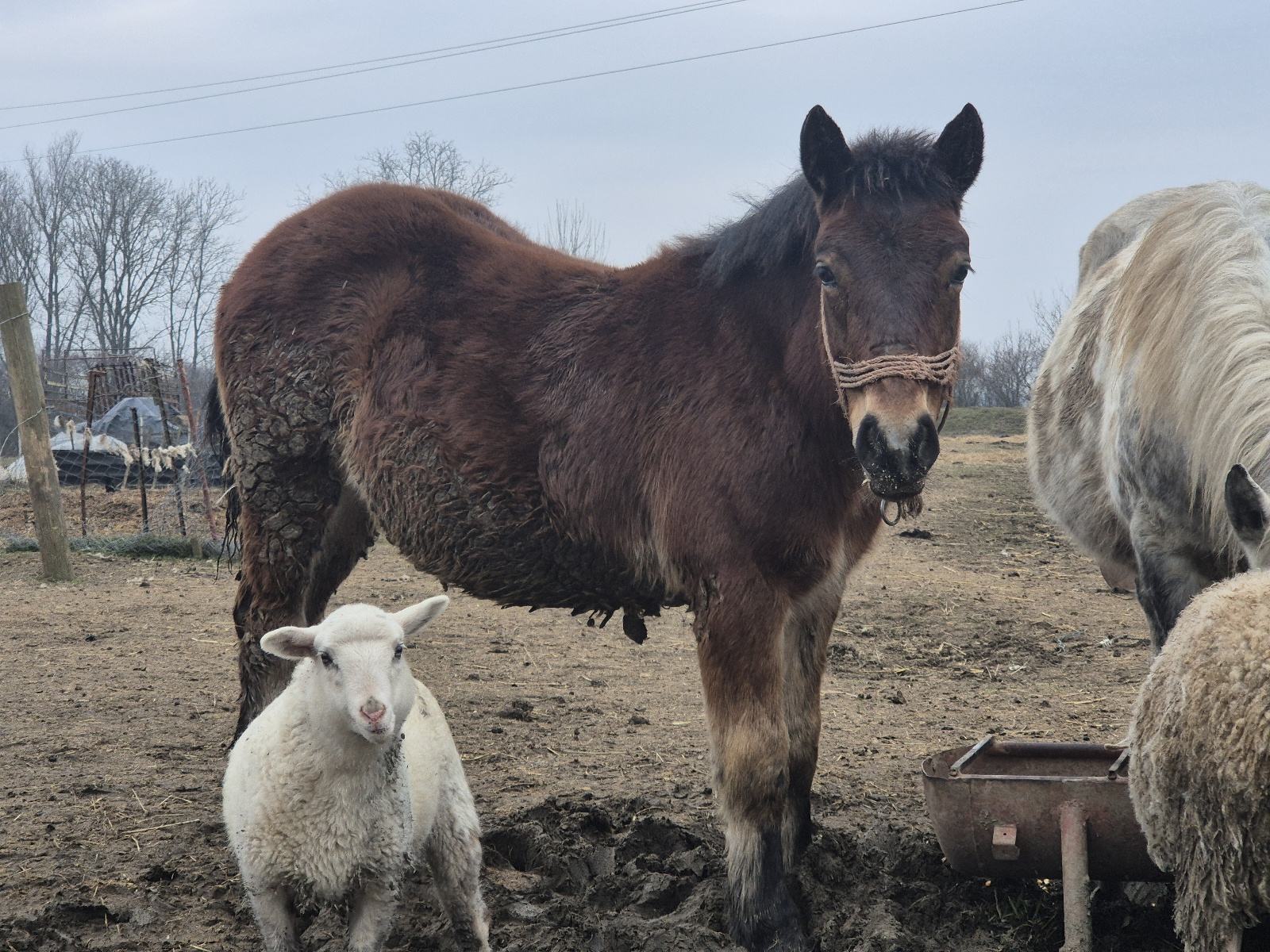 Ždrebe Hrvatski Posavac