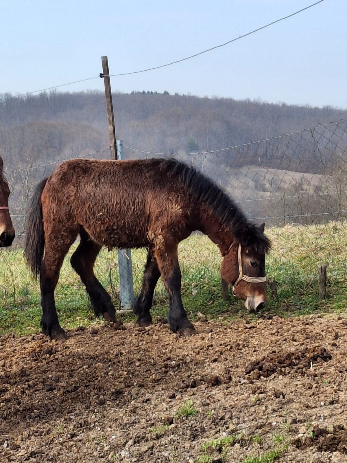 Žensko ždrebe - Hrvatski posavac