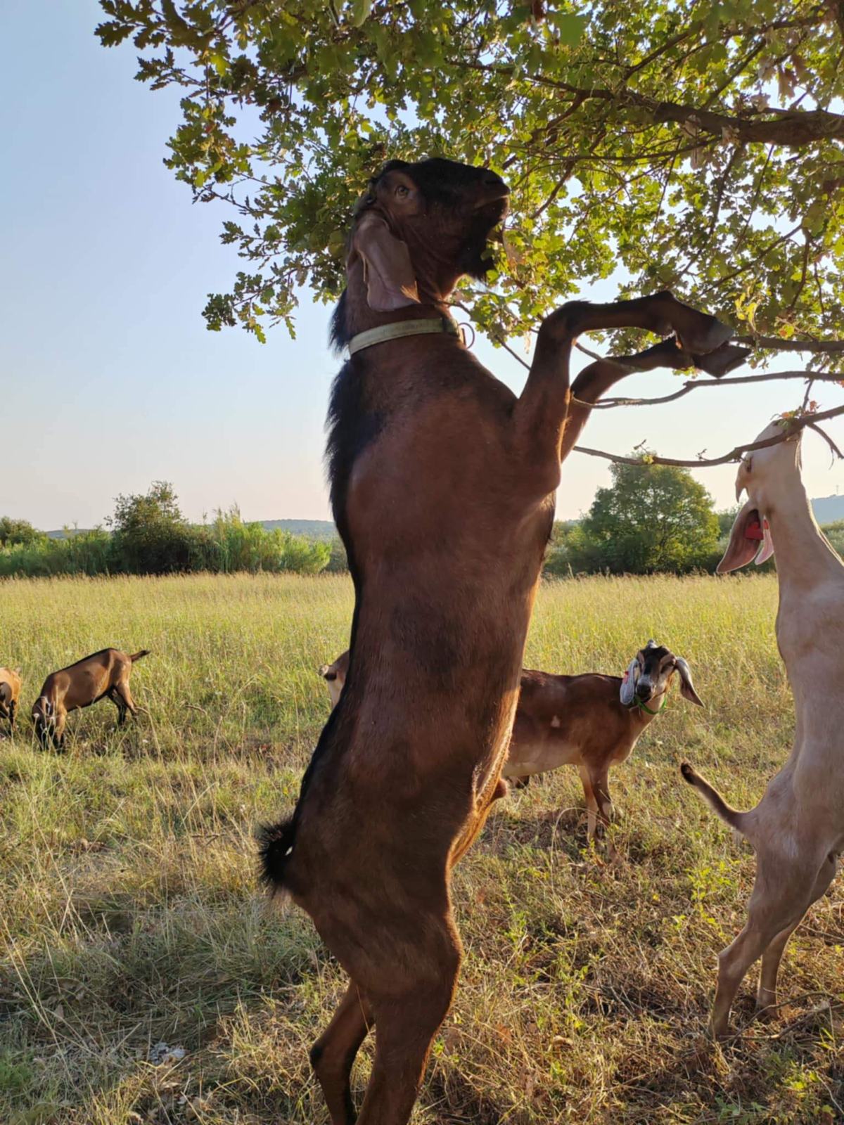 Anglo Nubijski jarac_prodaja