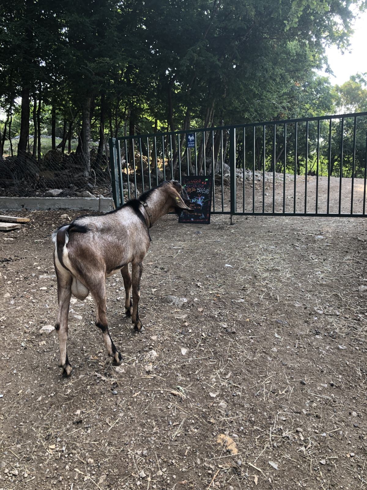 Anglonubijski jarici križanci