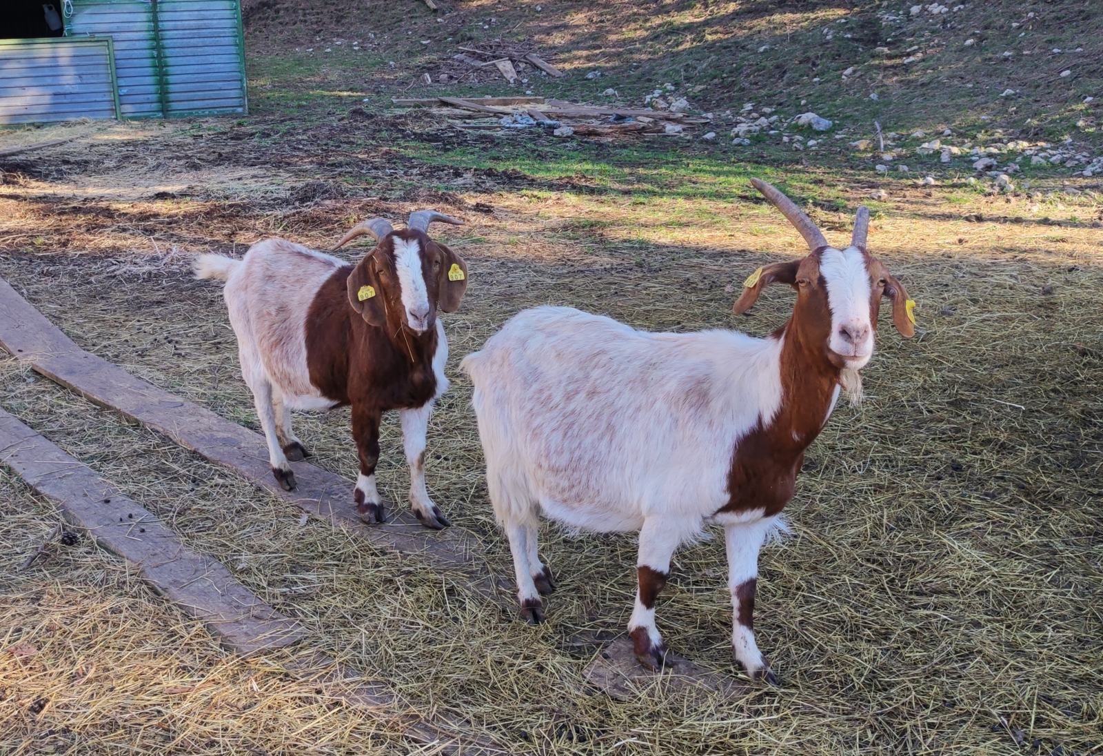 Burske koze i jarići