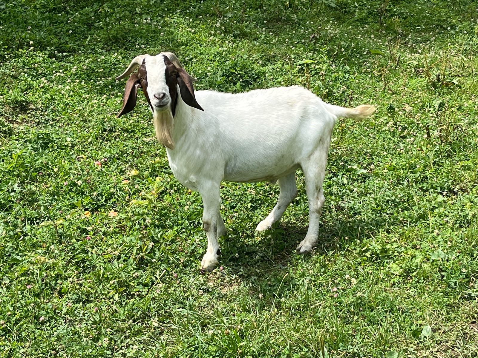 Burske koze kozliči jarci