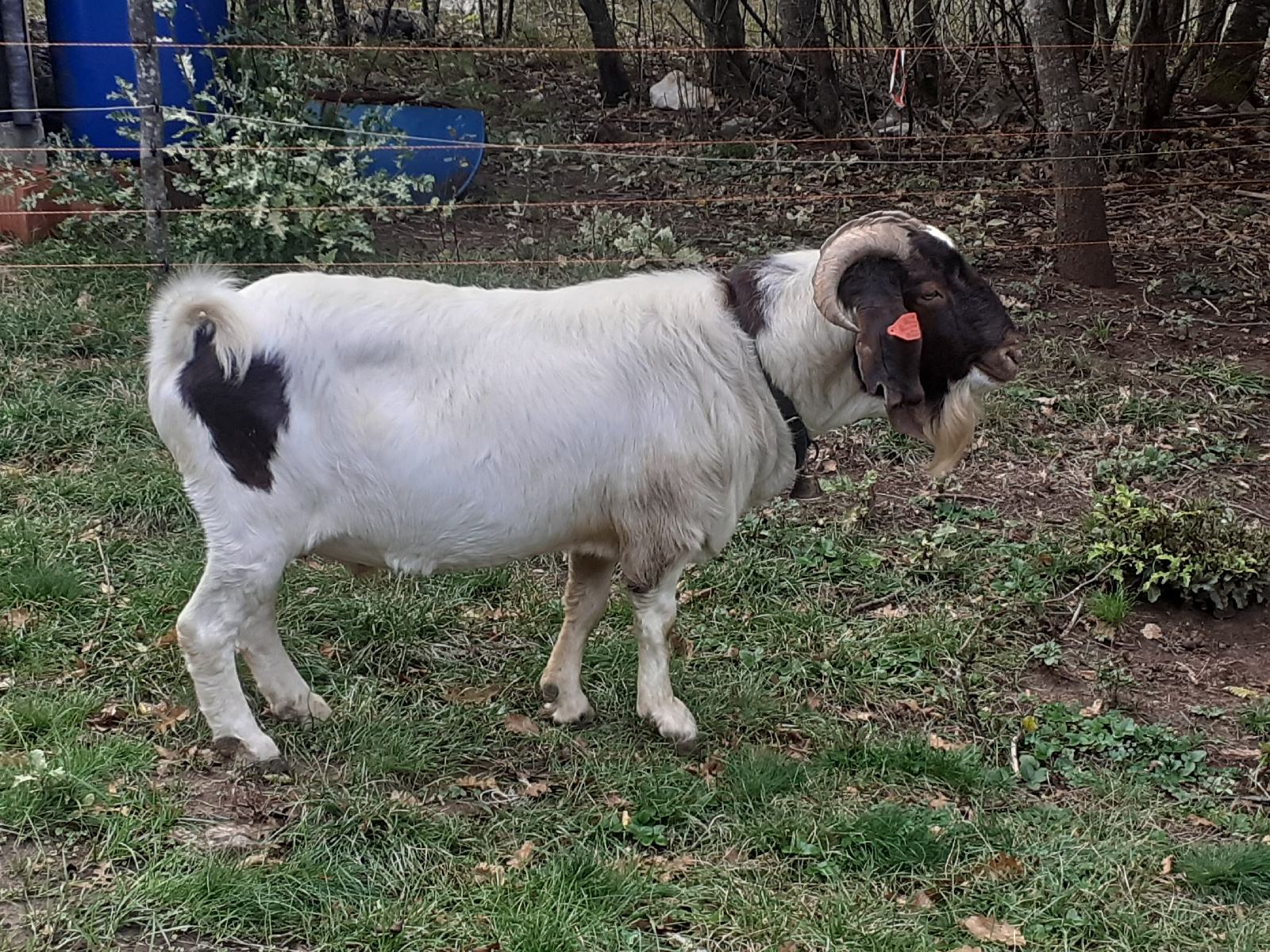 Burski jarac i dva muška jareta