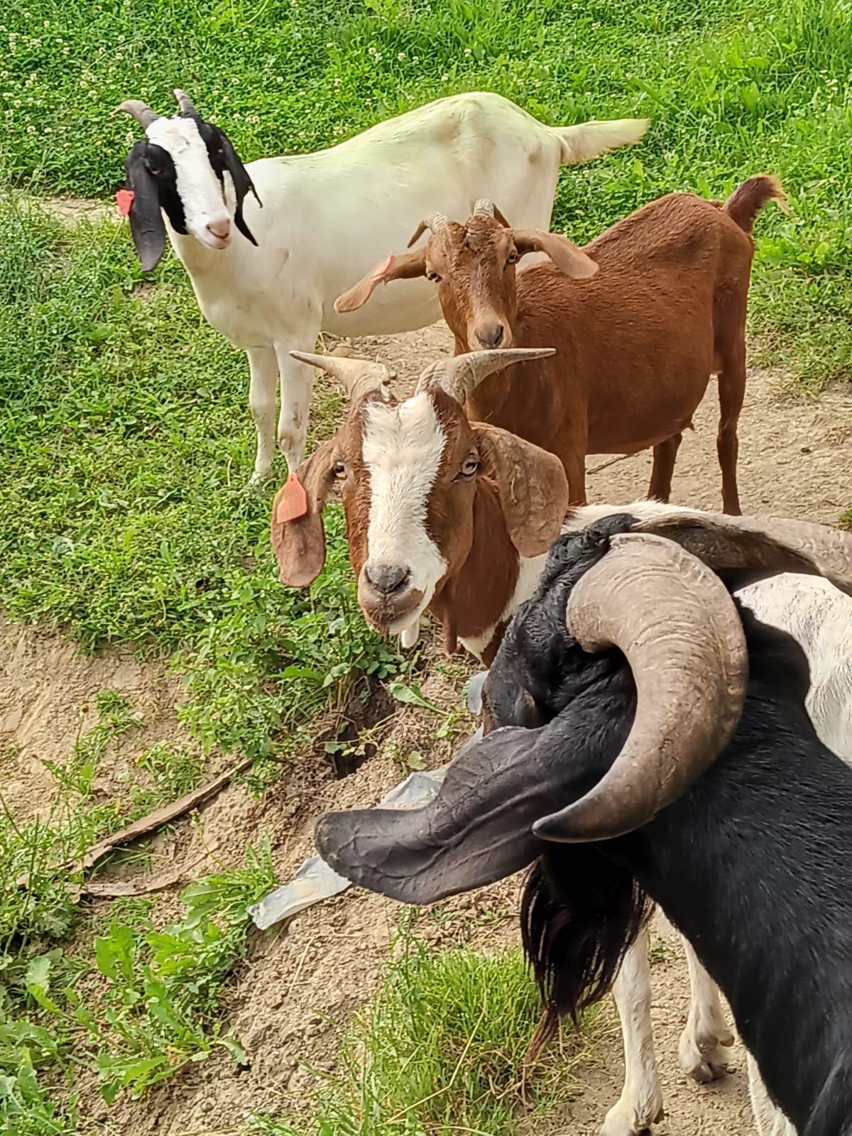 Burski jarci za uzgoj i obradu