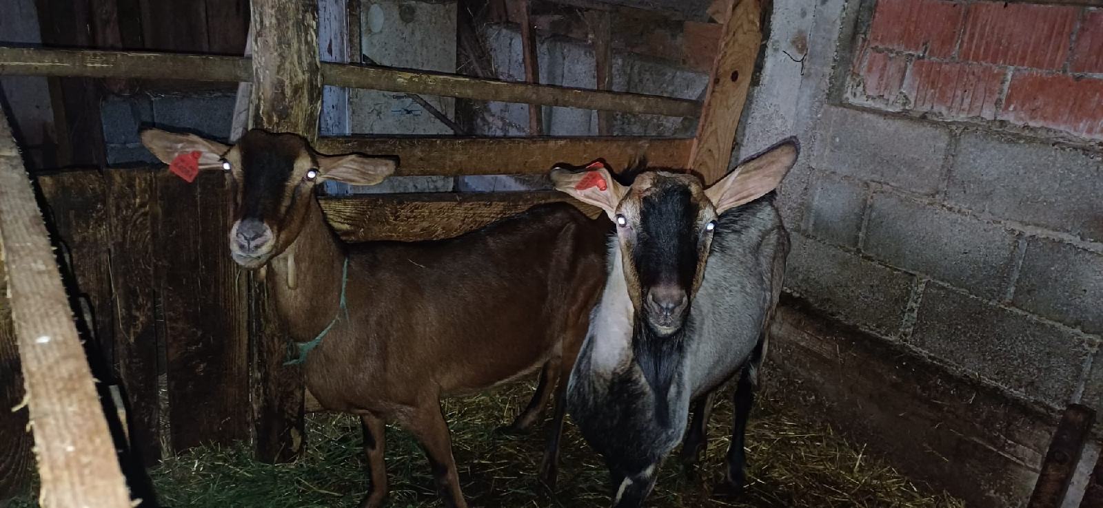 jarac i koza srnaste pasmine