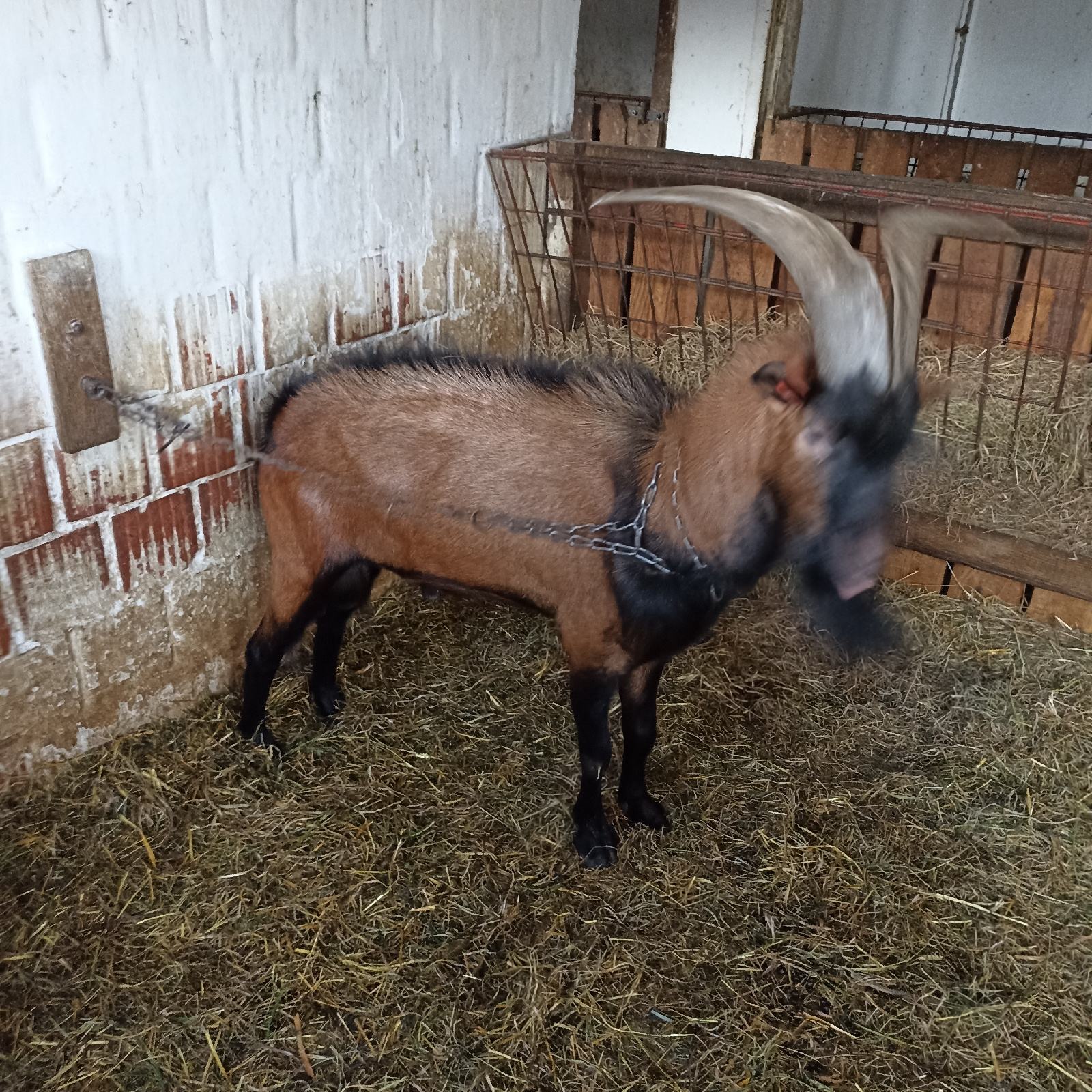 jarac za rasplod Francuska alpina