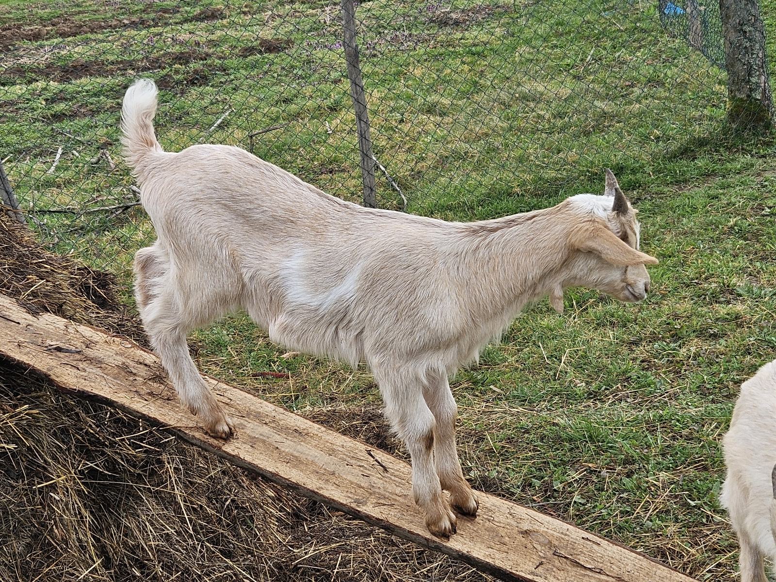 Musko jare staro 2mj.