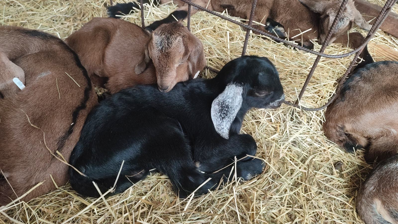 JARICI FRANCUSKA ALPINA/ANGLONUBIJSKI rasplod