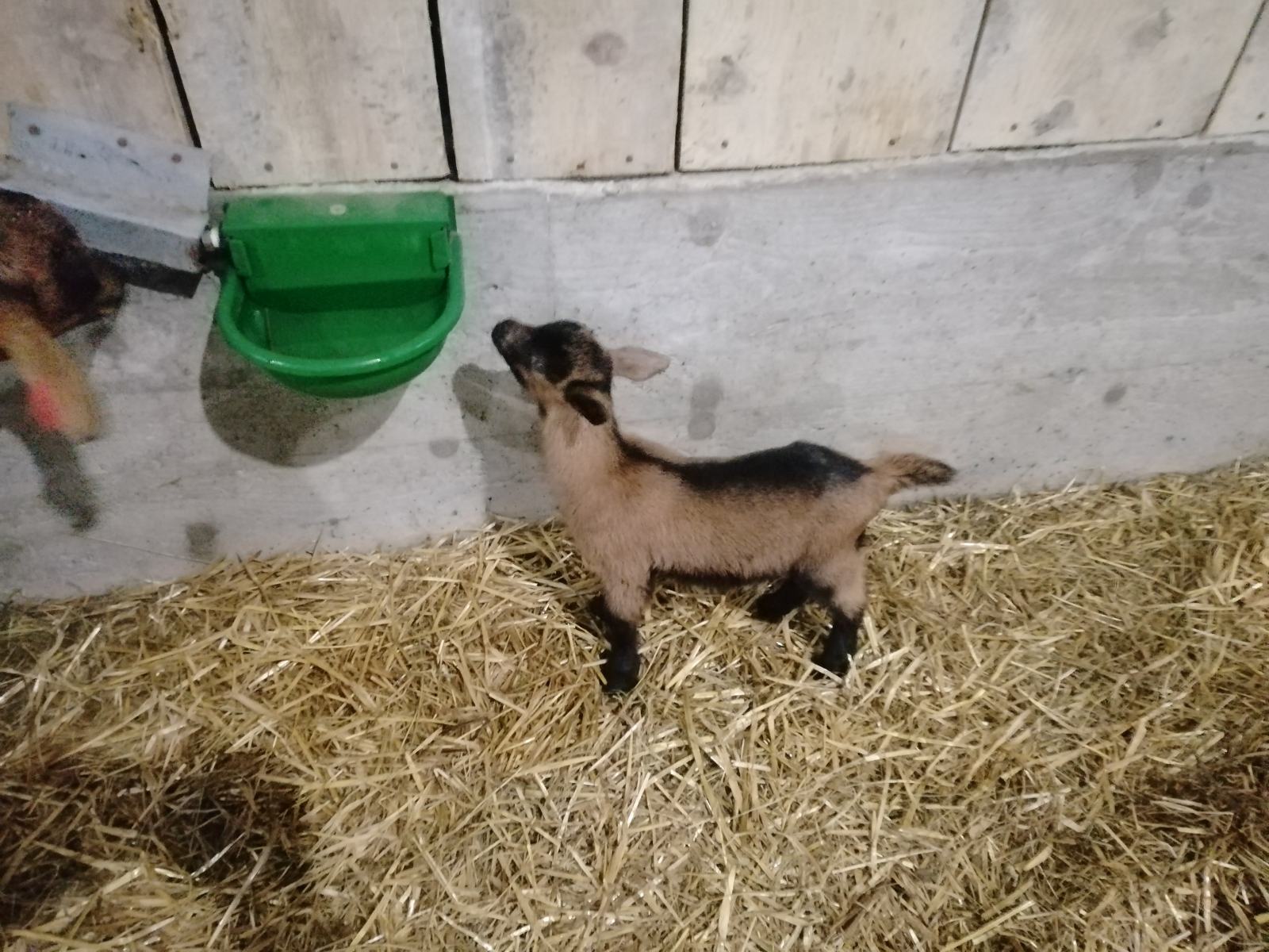 Jarici Francuska alpina