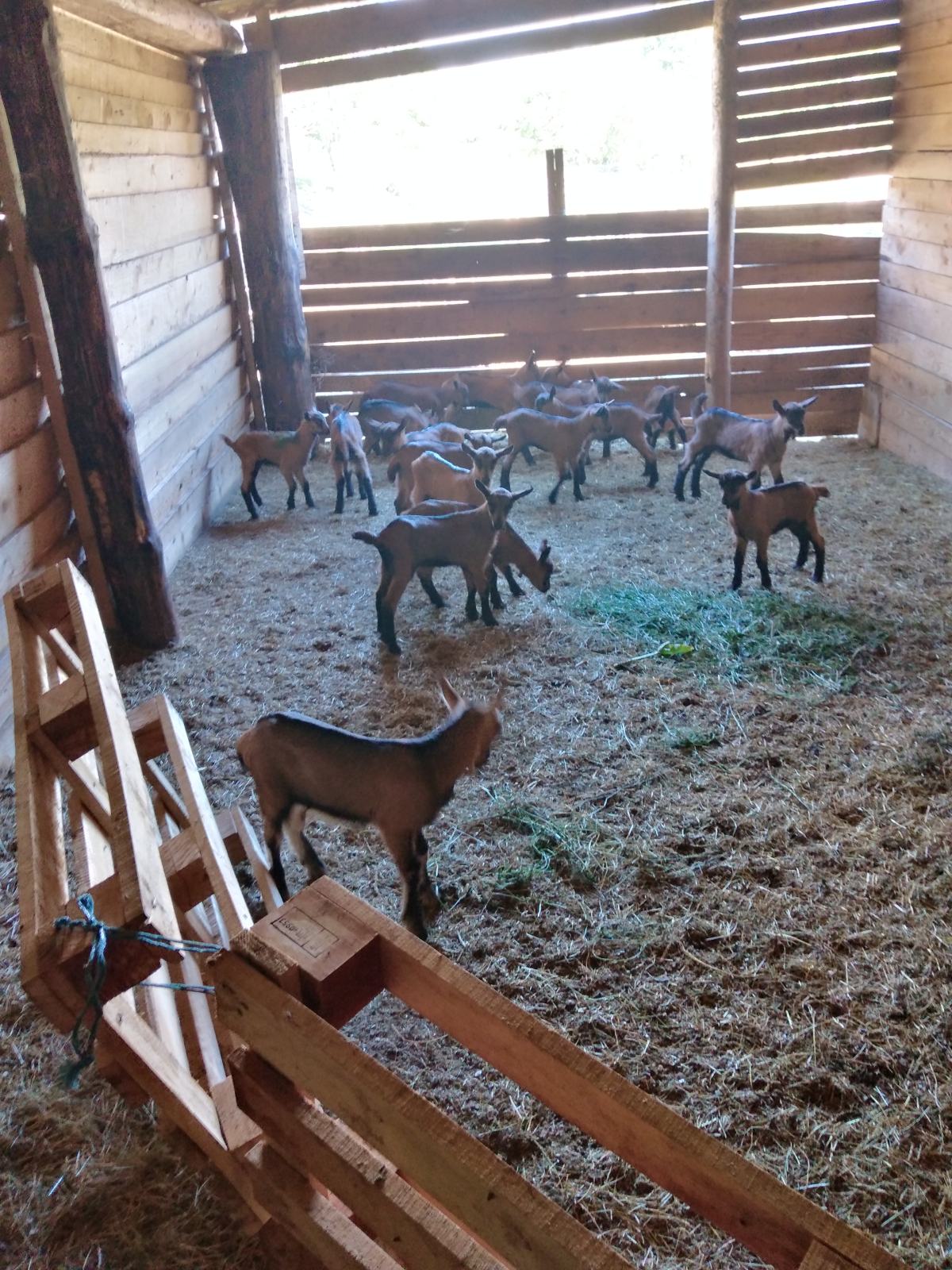 Jarici Francuska Alpina