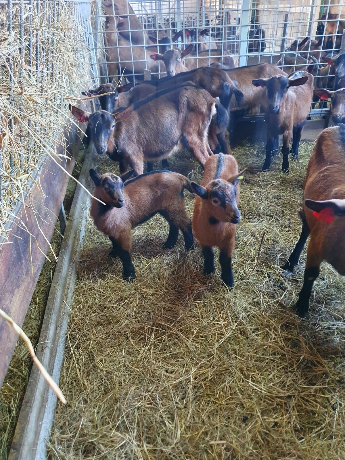 JARIĆI FRANCUSKE ALPINE IZ UMATIČENOG STADA