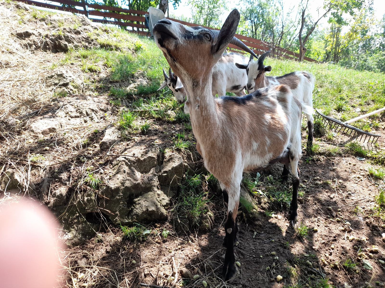 Mlade kozice oko 4mj povoljno, jarac 3 god.prodajem zbog srod srodstva