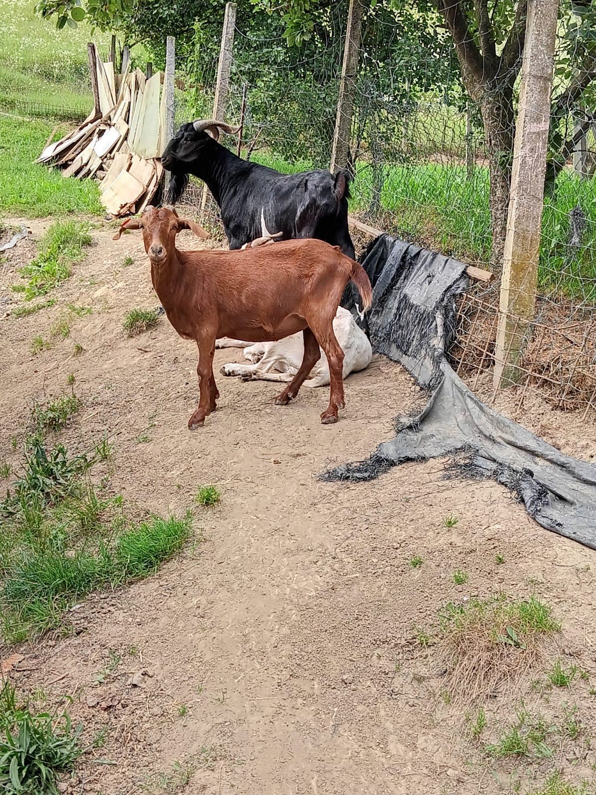 Koze i kozlići- prodaja i obrada