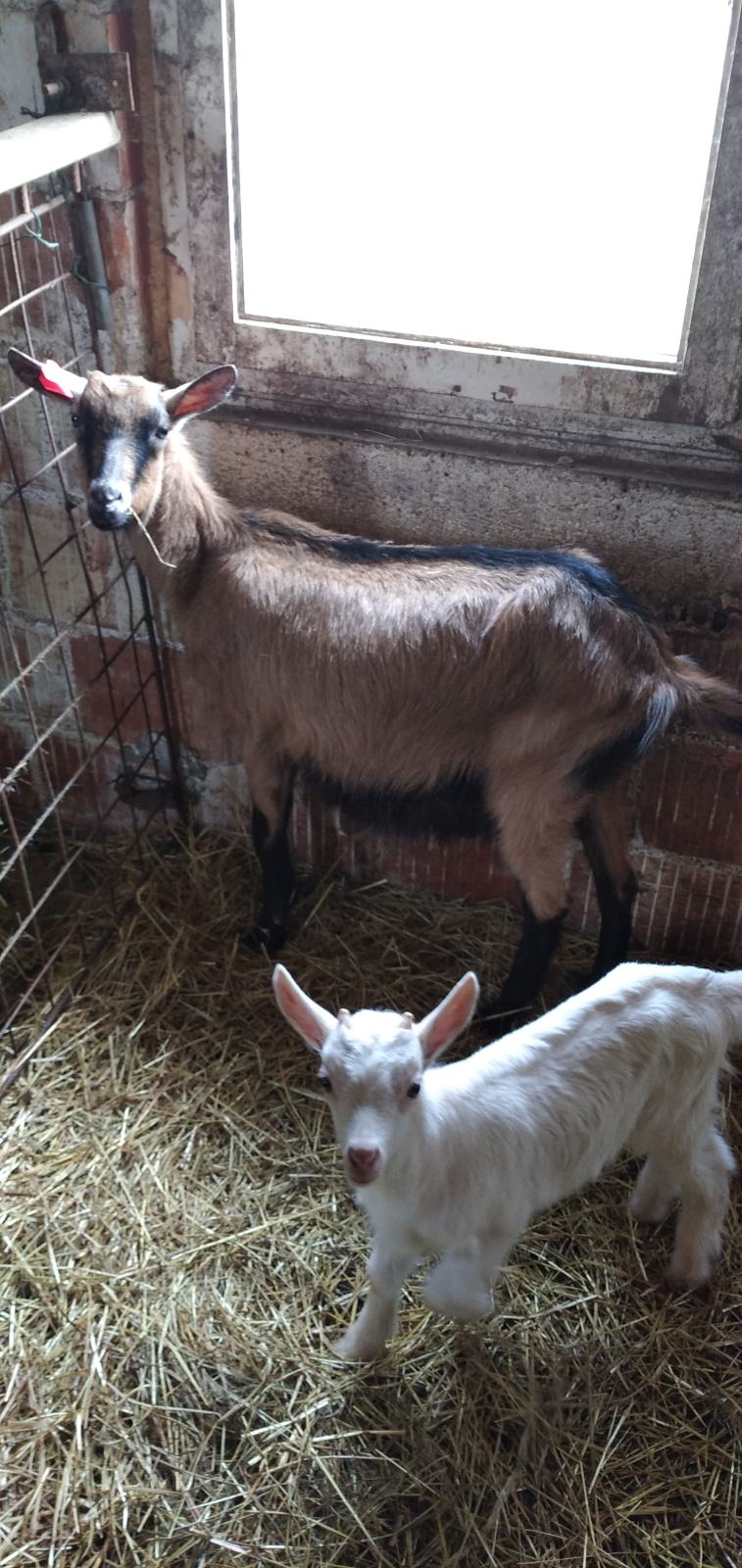 Mlada koza za obradu