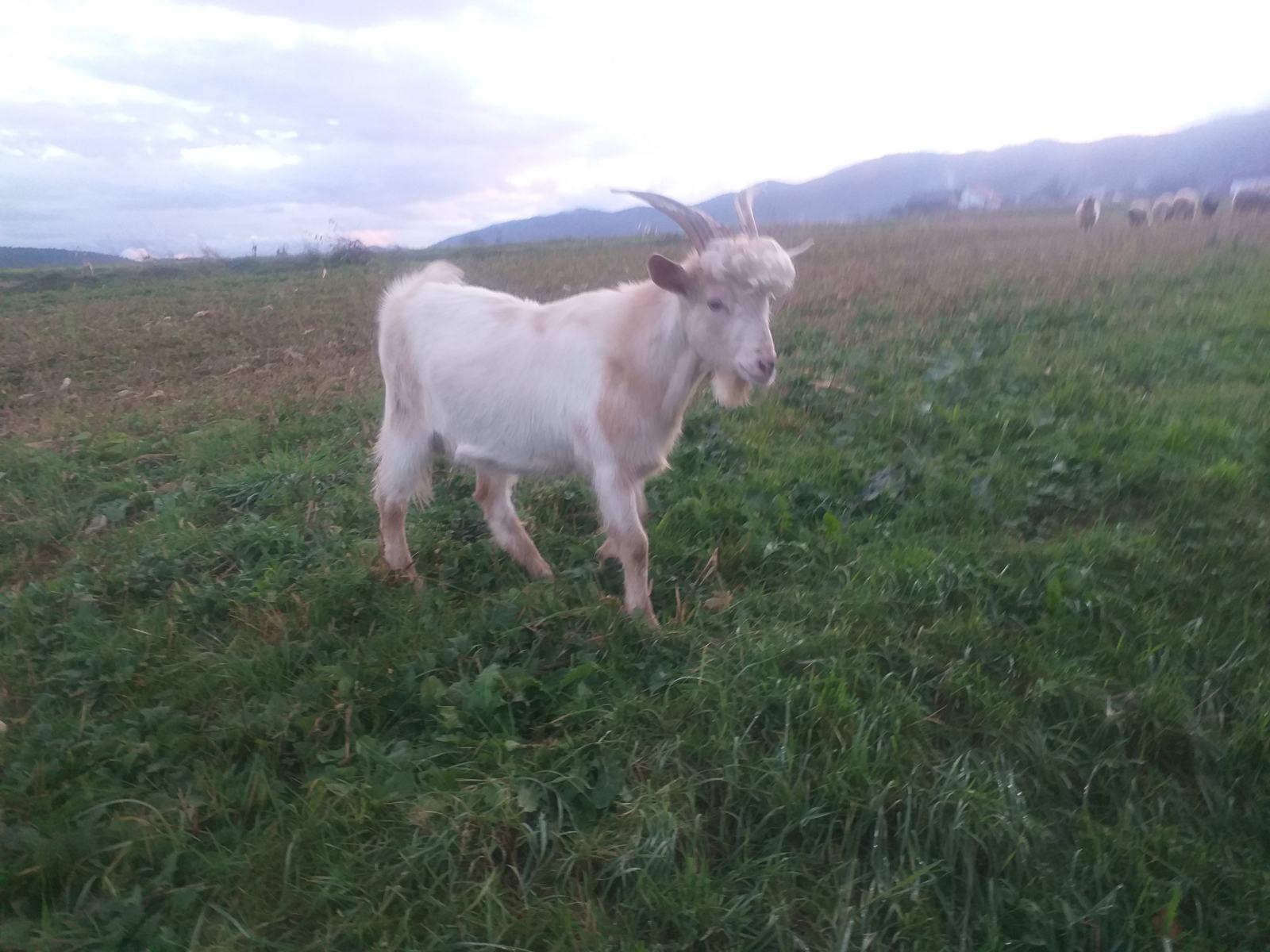 Mladi jarac i kozica