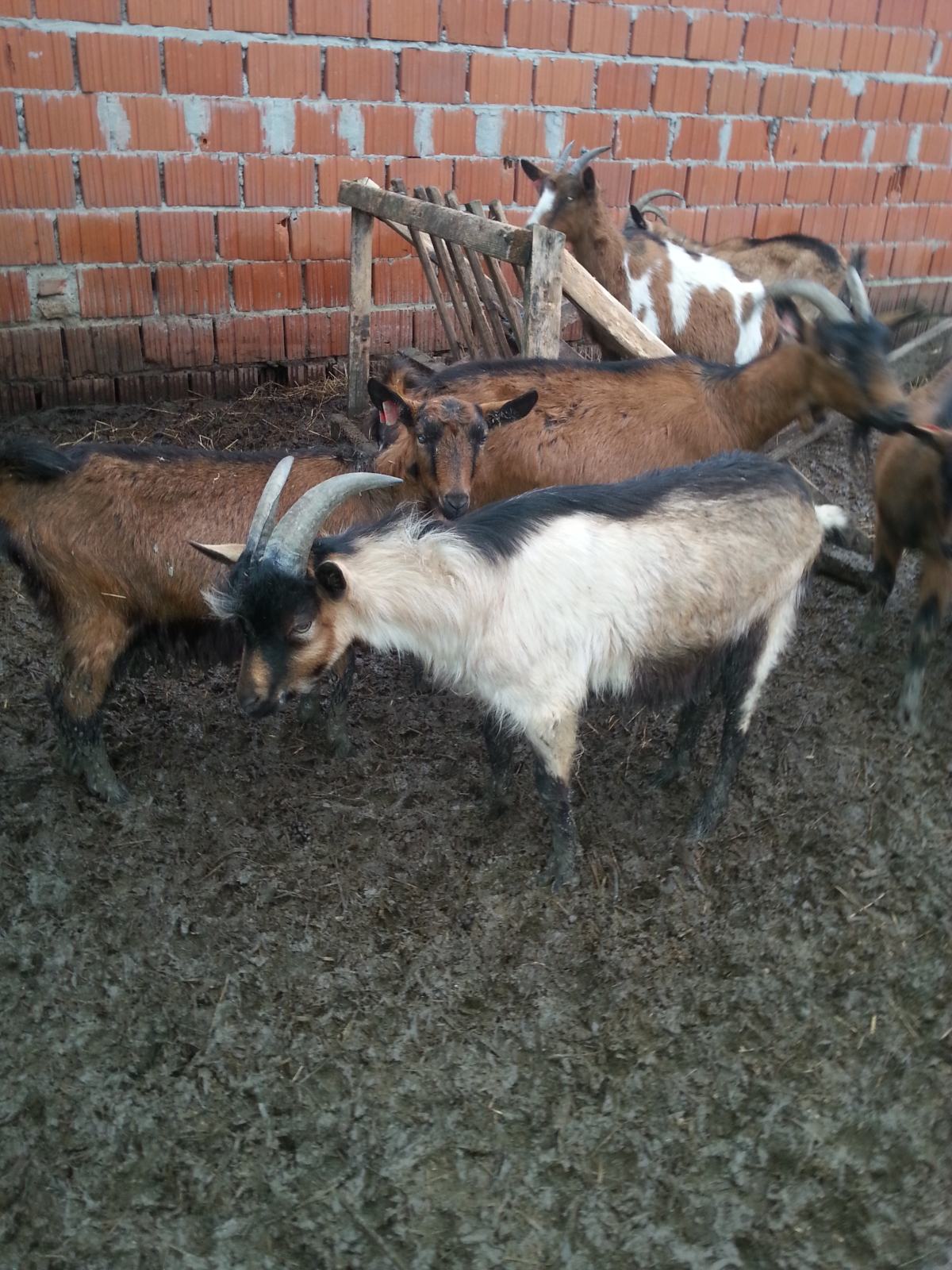 MUŠKO JARE - PRODAJA