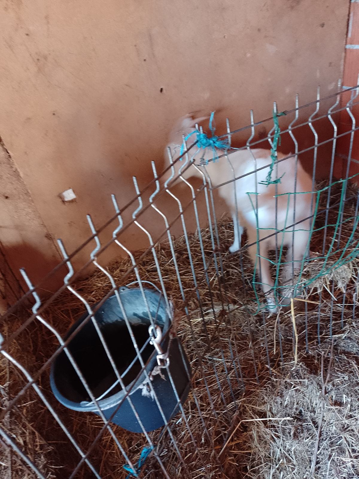 Muzna koza i jare + Mlada koza