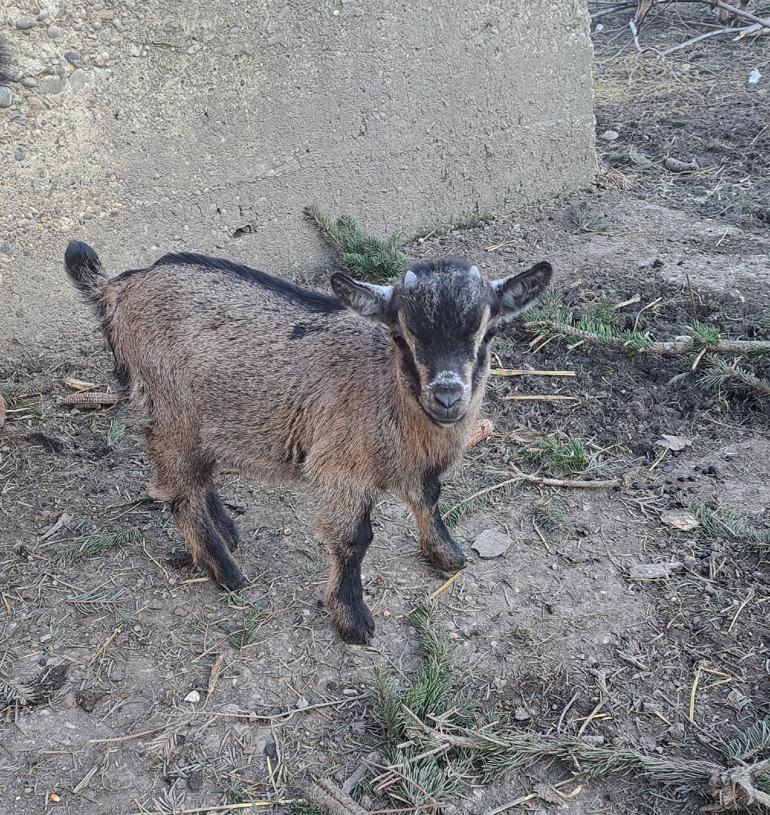 Patuljaste (mini) koze