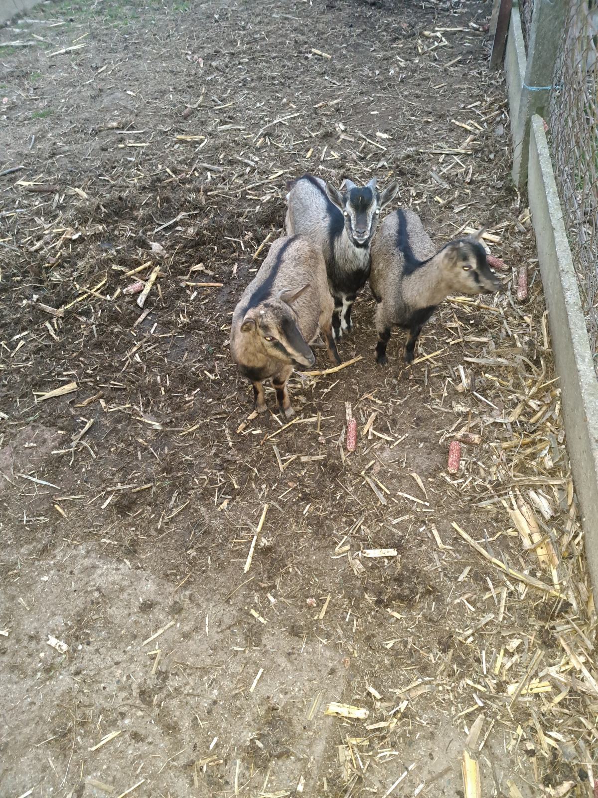 Patuljaste mini koze