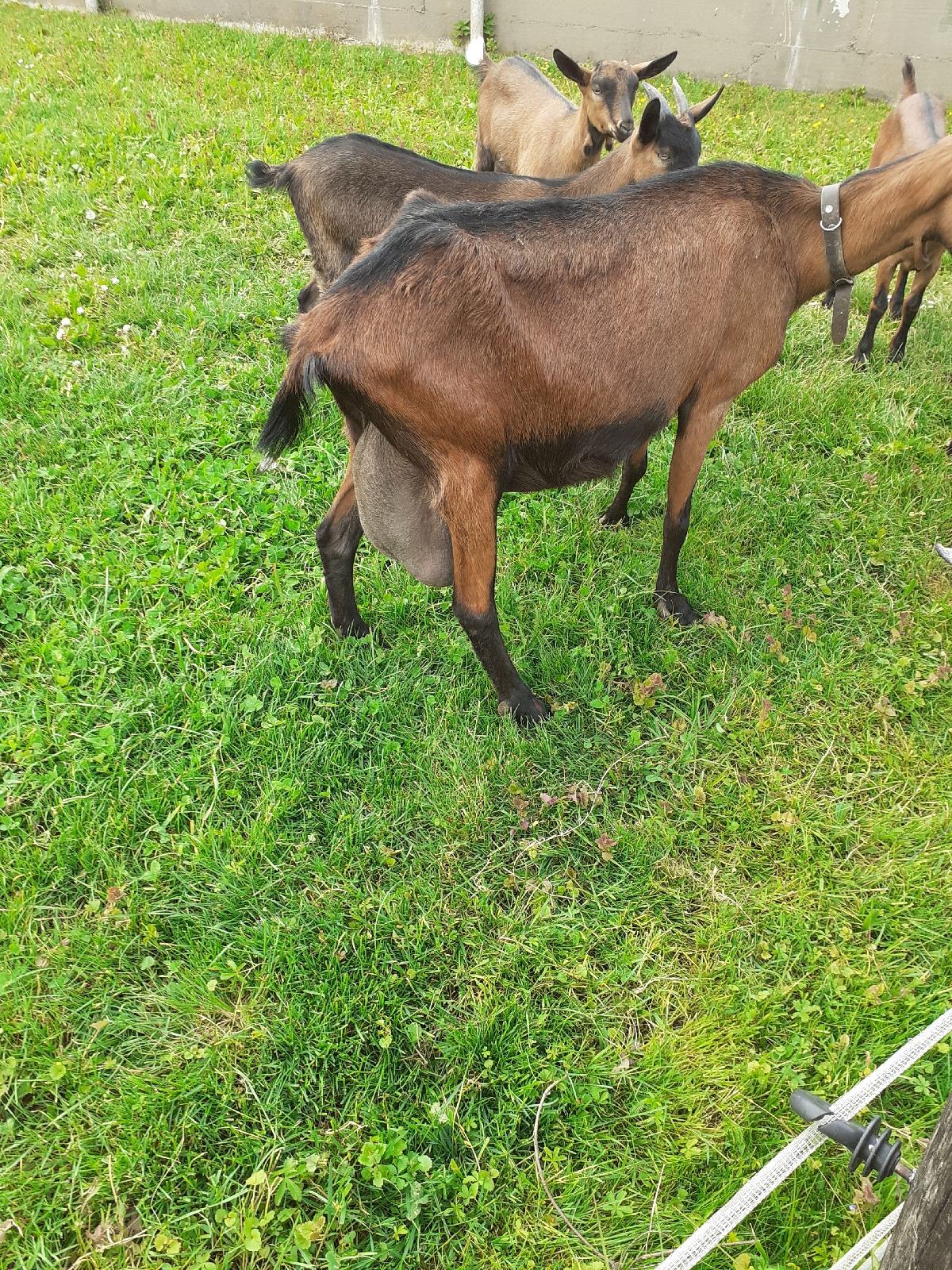 prodaja koze