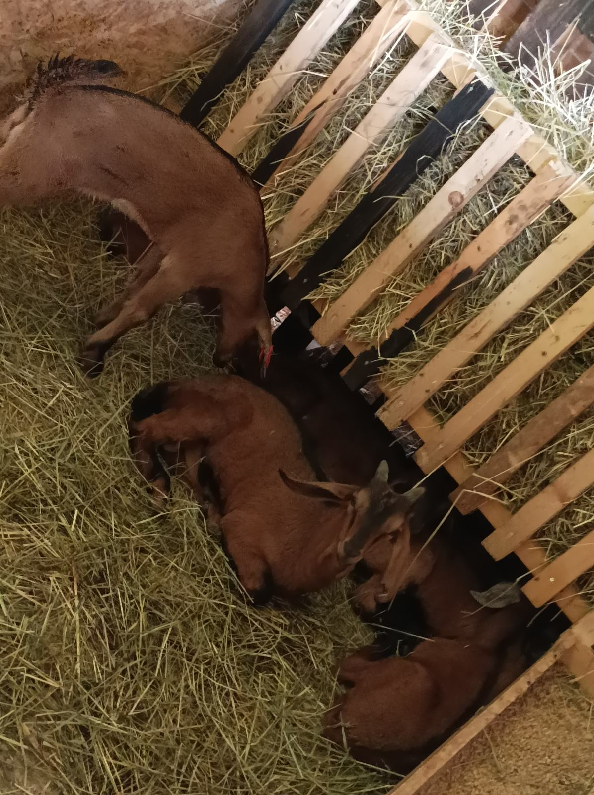 Jarici muski za daljnji rasplod anglonubijski mix sa alpinom