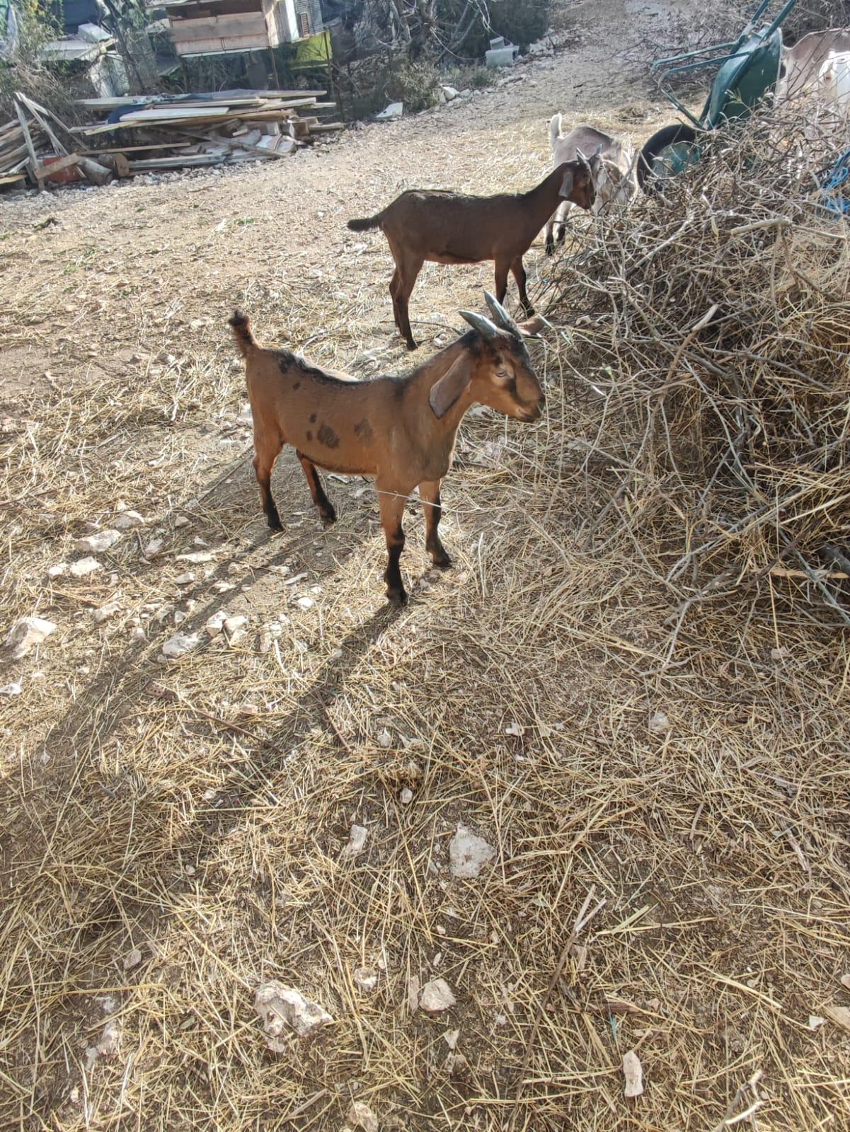 Prodajem jarca i jare