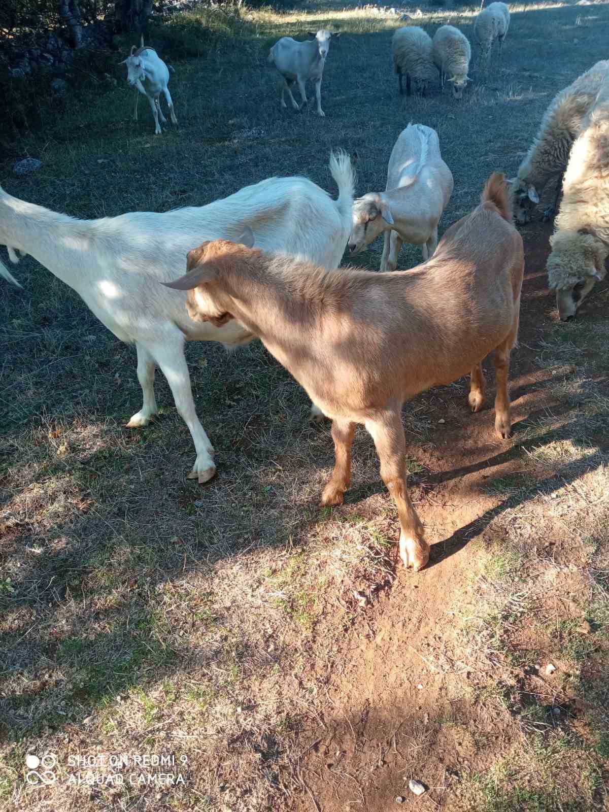 Prodajem Jarca (prč)