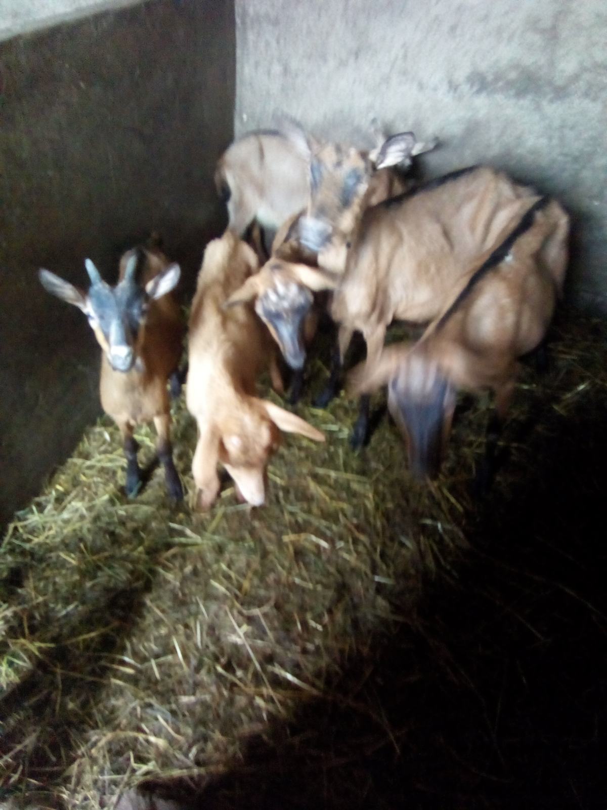 HITNO ! Prodajem jarce,koze ijariće.