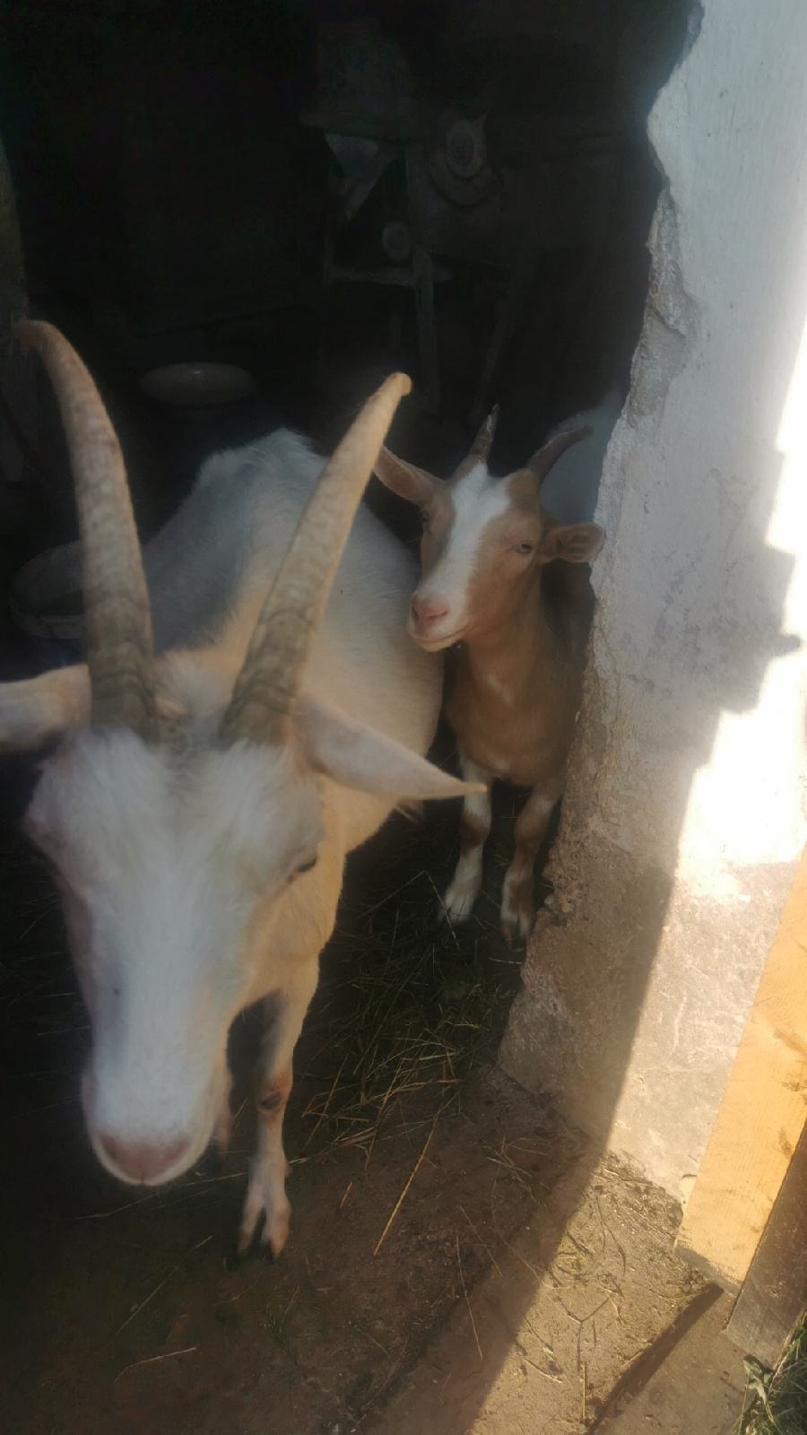 Prodajem kozu i jare