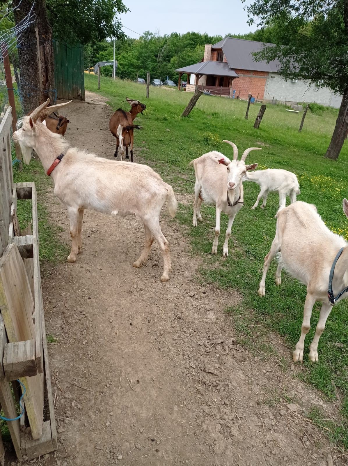 Prodajem stado koza, jarac i 4 koze