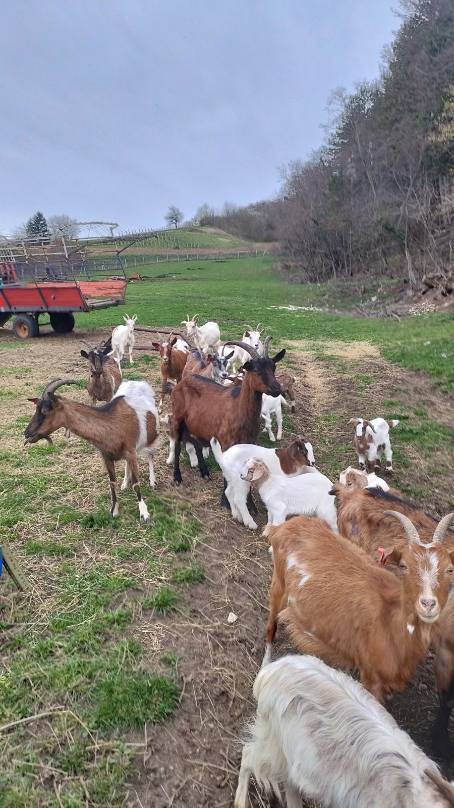 Prodajem stado koza
