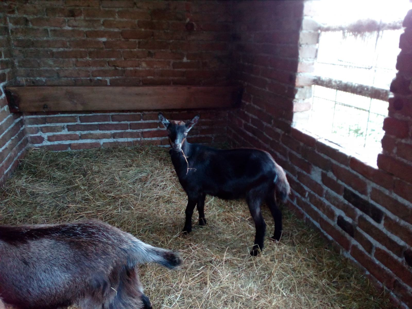 -PRODAJEM ŽENSKO JARE-