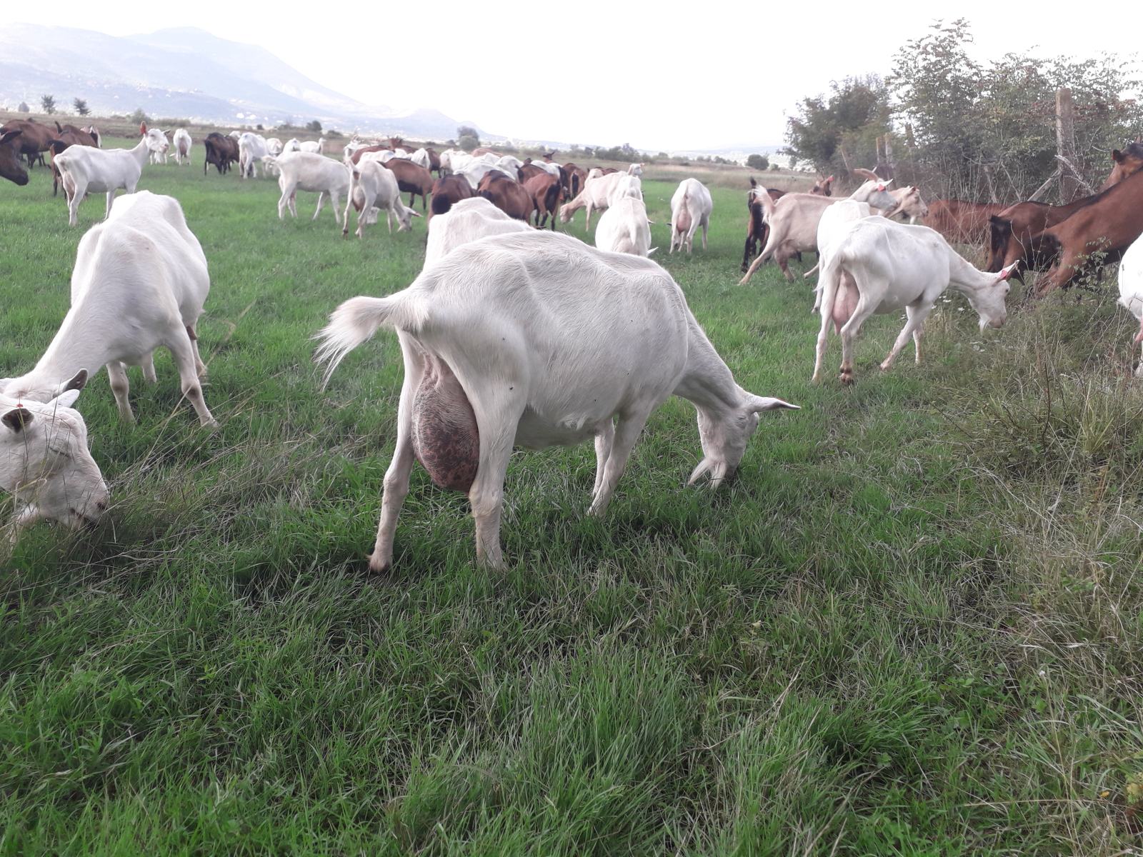 Stado koza (vrhunske muzne) 120 kom