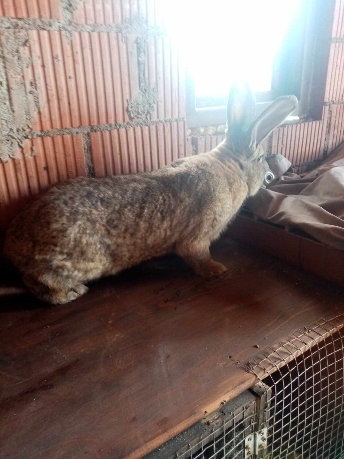 Čistokrvni Belgiski orijaš