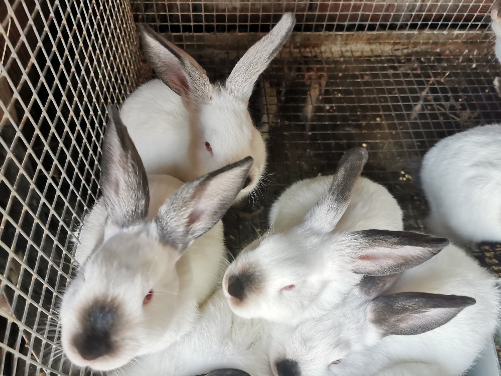 Kalifornijski kunić