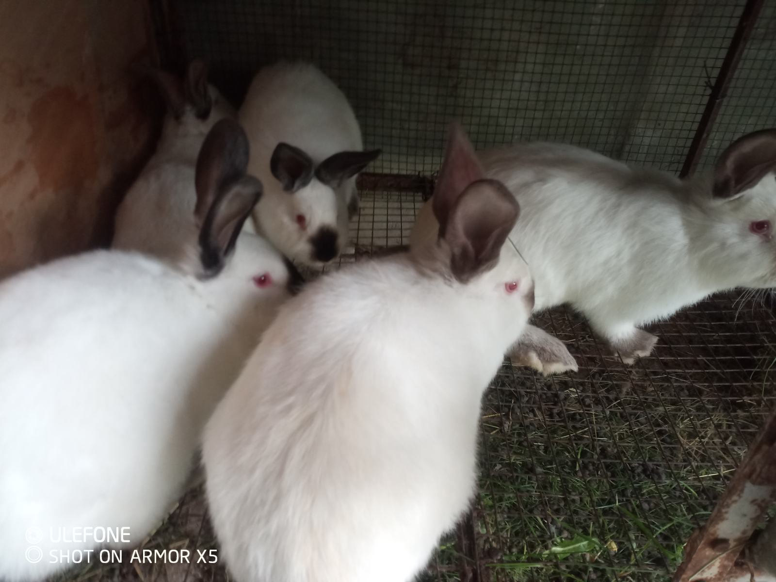 Kalifornijski kunići