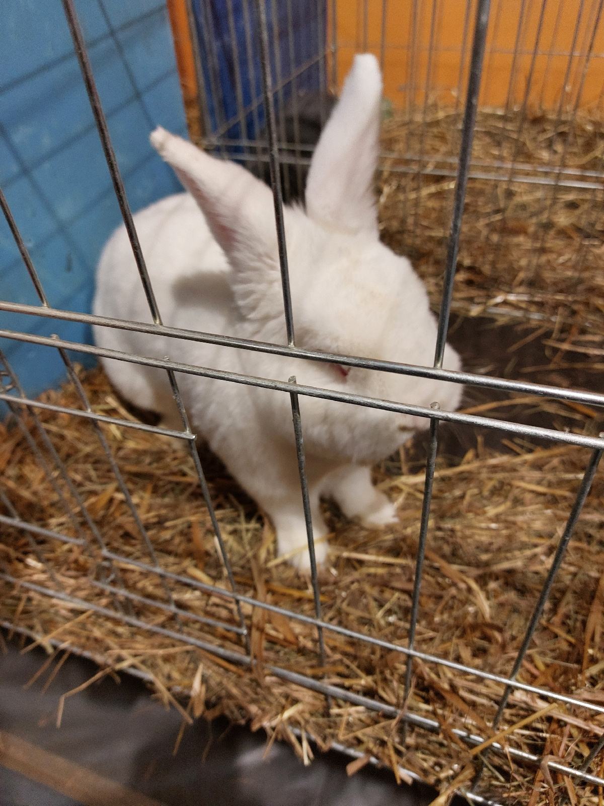 Kunic hajkom muzjak i zenke