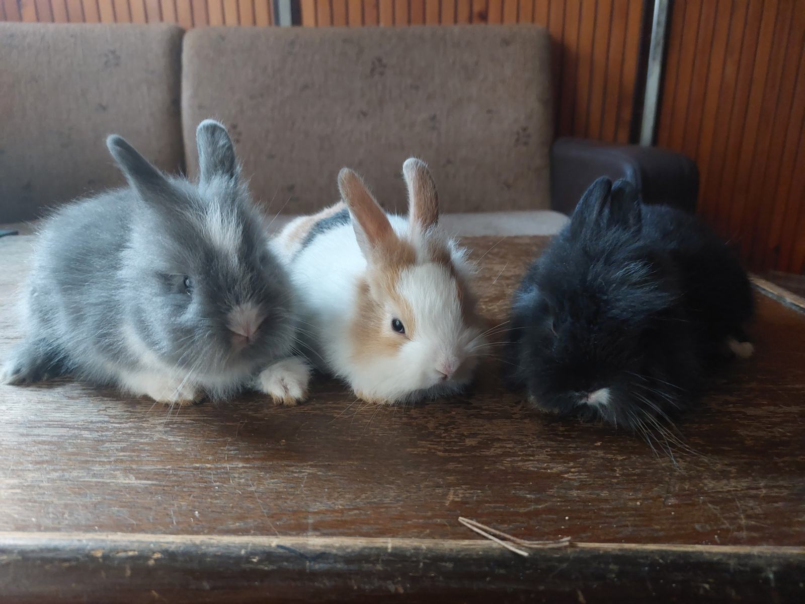 Kunići patuljasti lavljoglavi