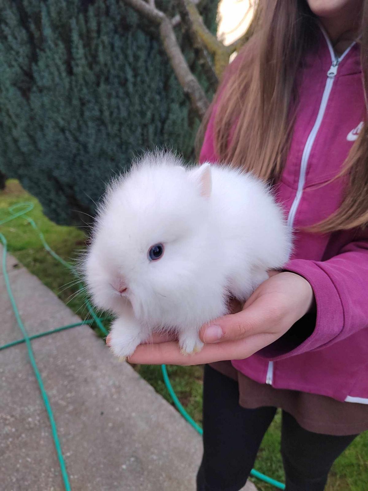 Mini patuljasti kunići kunic zecevi zec hrana kavez