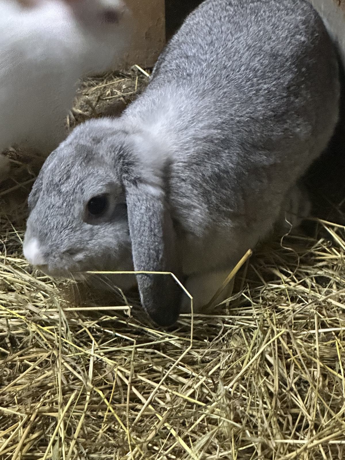 Ovnolika patuljasta zenka